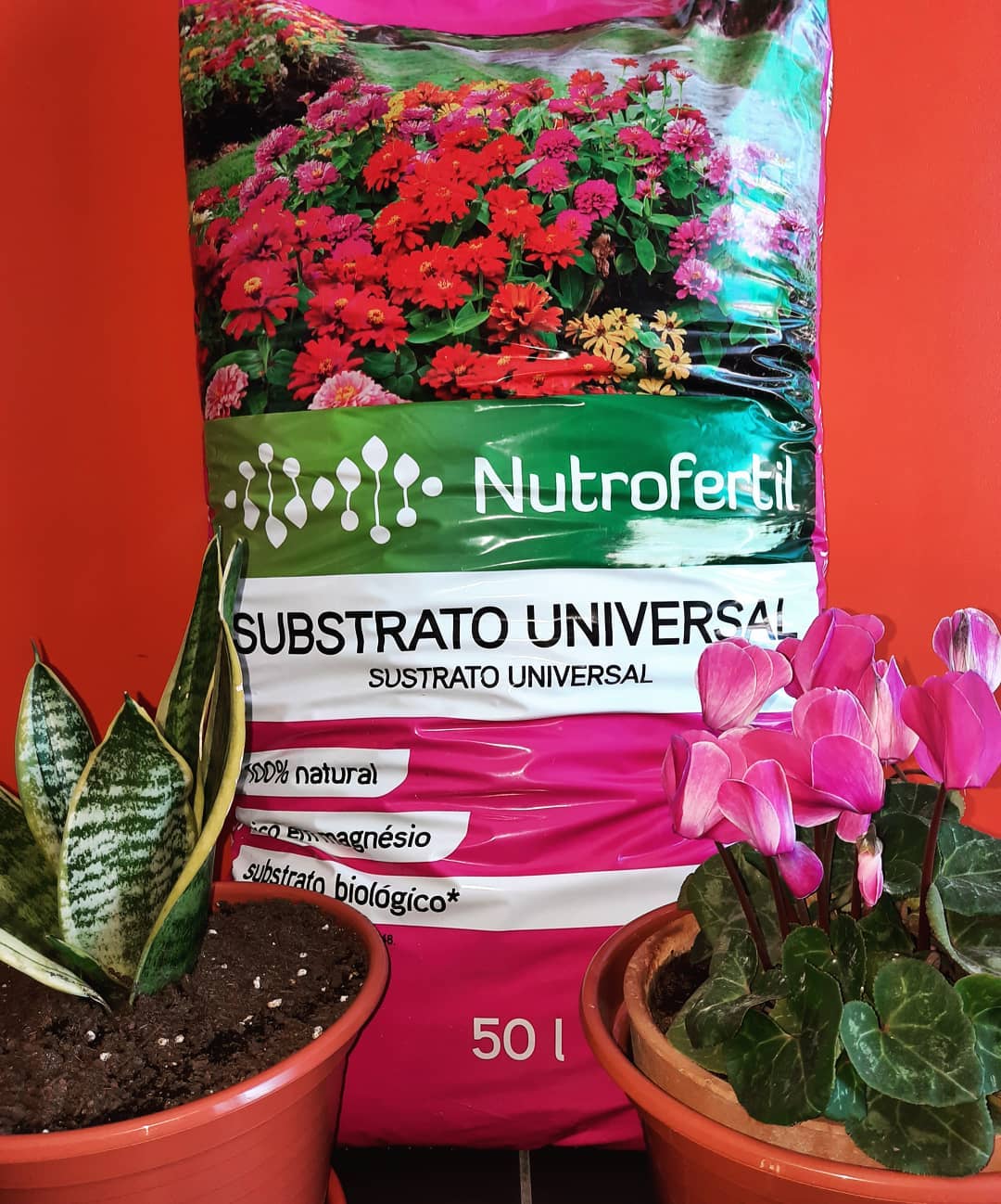 Tudo o que deve saber sobre substratos e como escolher os melhores ...