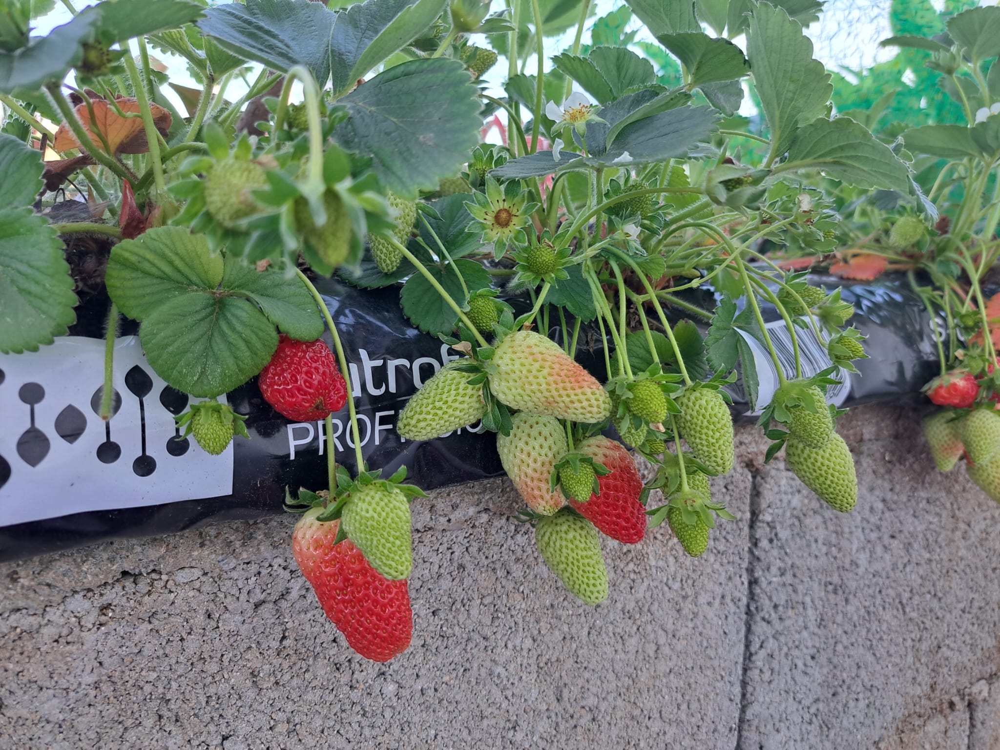 Nutrofertil – Fertilizantes e Substratos Orgânicos e Biológicos ...